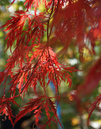 Acer Trees | Range of Maple Trees | Ornamental Trees – Page 5