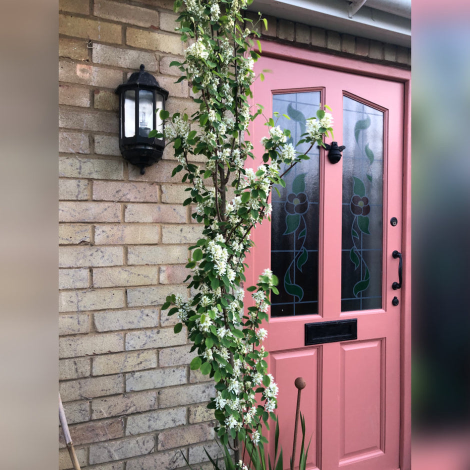 Amelanchier grandiflora Ballerina | Juneberry Tree | Ornamental Trees