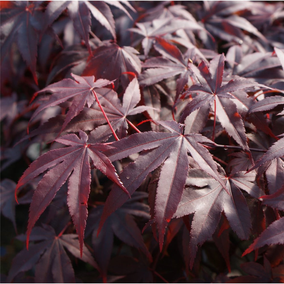 Acer palmatum Japanese Maple Trees For Sale | Ornamental Trees