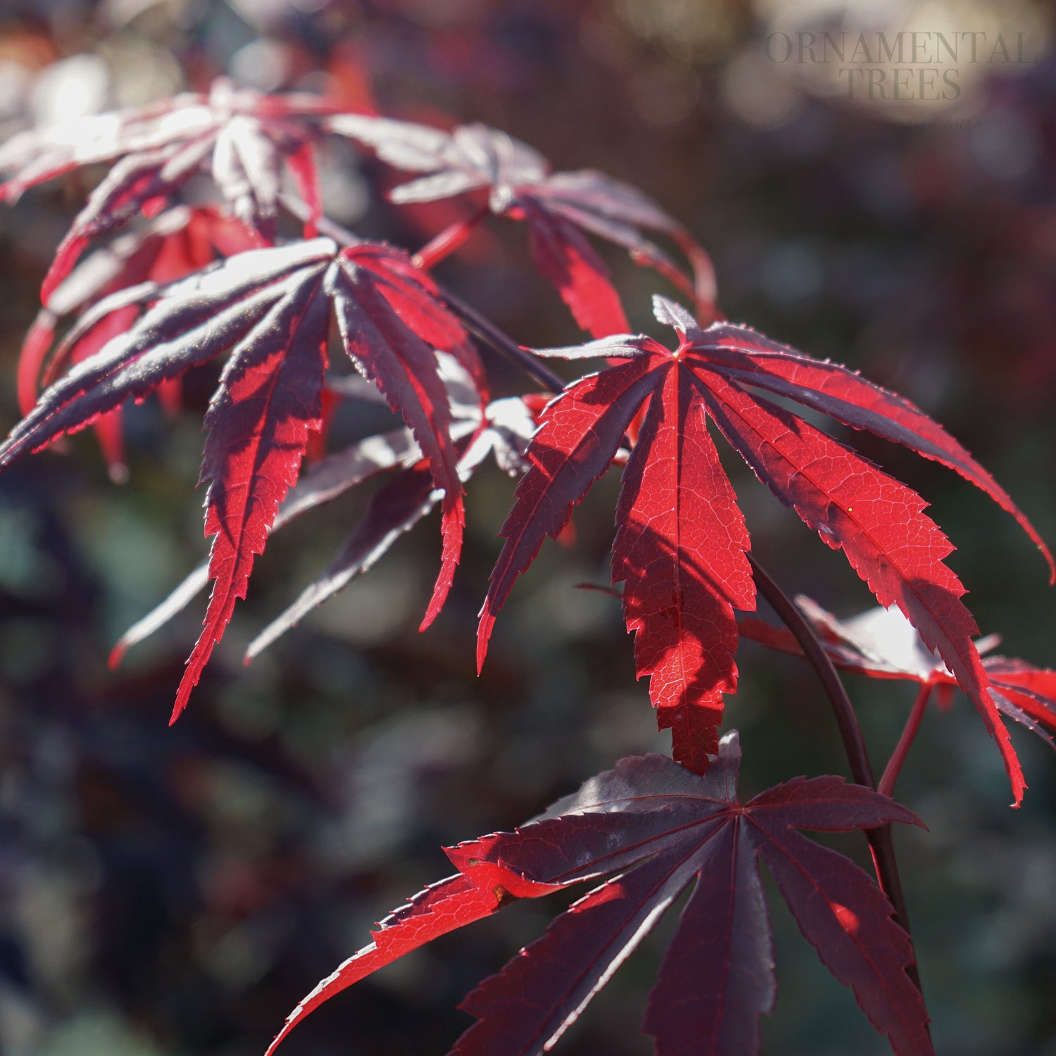 Acer Trees | Range of Maple Trees | Ornamental Trees