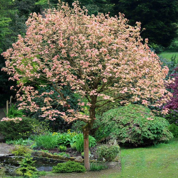 Yellow & Gold Coloured Foliage Trees | Ornamental Trees