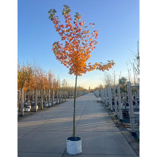 Acer platanoides Norwegian Sunset | Norway Maple | Ornamental Trees