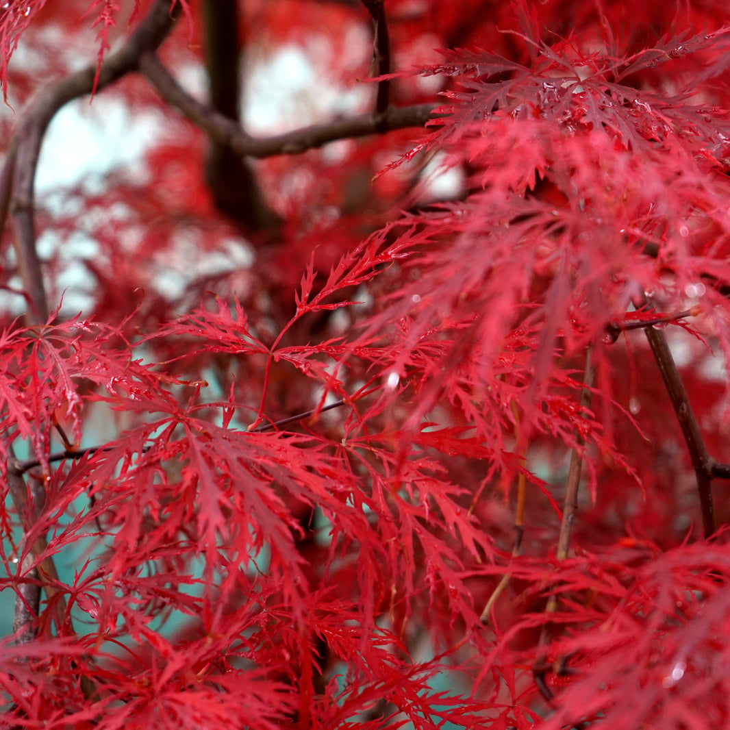 Japanese Maple Trees | Acer palmatum | Ornamental Trees