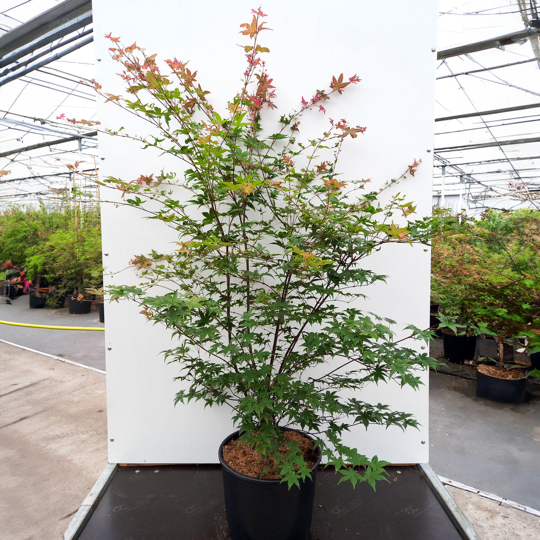 Acer palmatum Deshojo | Buy Japanese Maples | Ornamental Trees