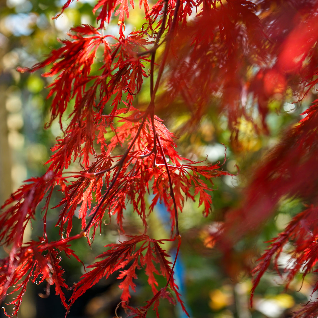 Acer palmatum Dissectum Garnet | Red Japanese Maple | Ornamental Trees
