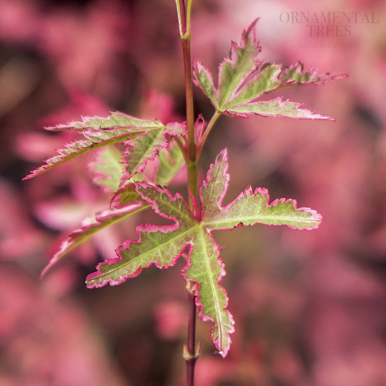 Acer palmatum Taylor Variegated Japanese Maple | Ornamental Trees