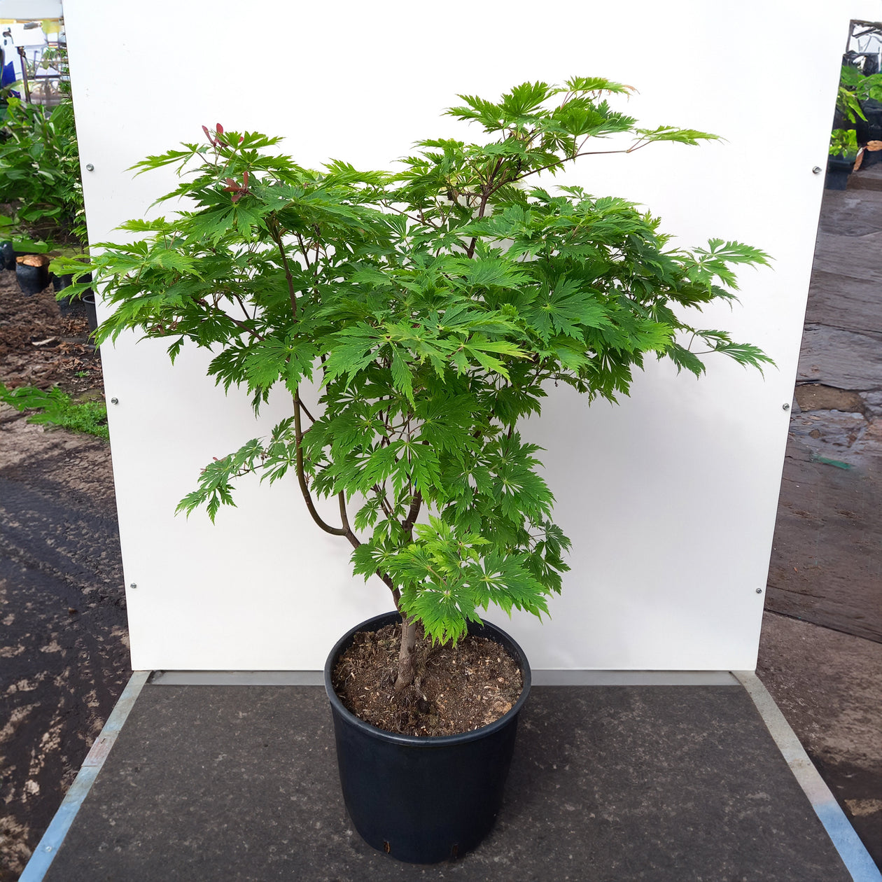 Acer japonicum Aconitifolium Japanese Maple | Ornamental Trees