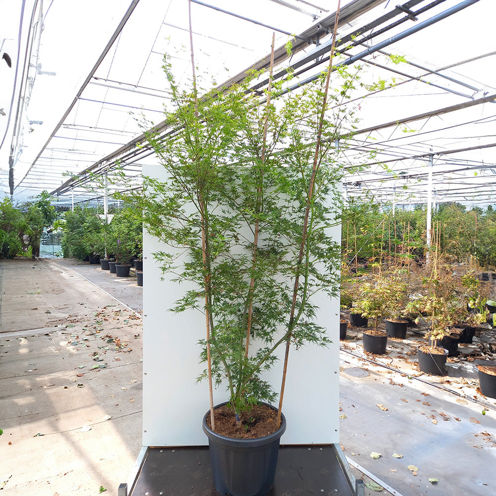 Acer palmatum dissectum Seiryu | Upright Japanese Maple | Ornamental Trees