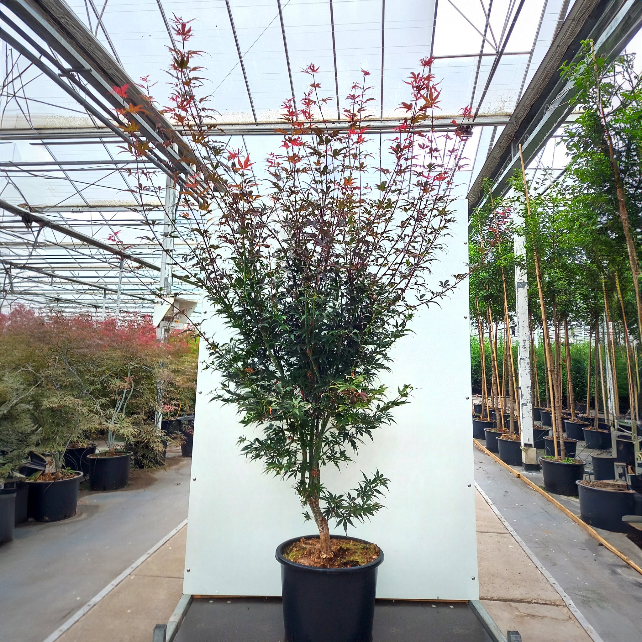 Acer palmatum Skeeters Broom | Burgundy Japanese Maple | Ornamental Trees