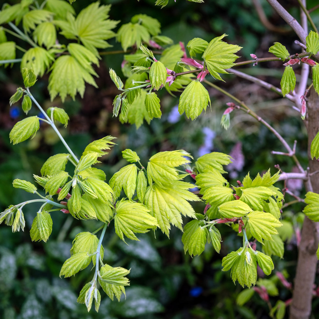Acer palmatum Aureum Japanese Maple | Ornamental Trees