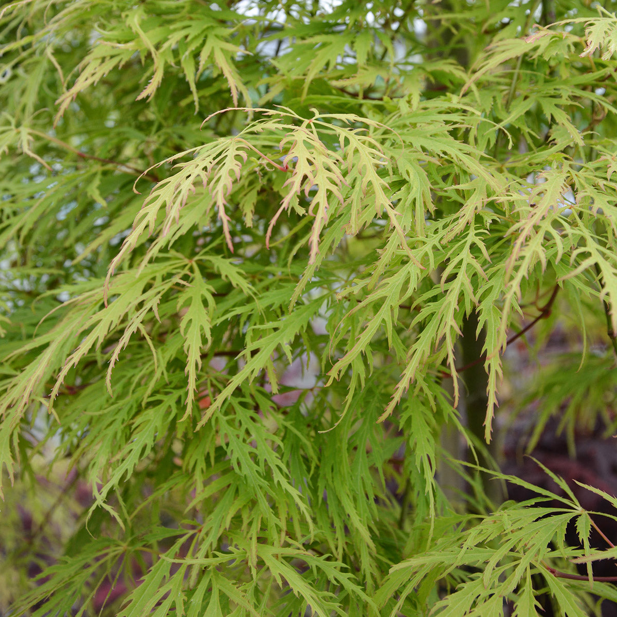 Acer palmatum Dissectum Flavescens Japanese Maple | Ornamental Trees