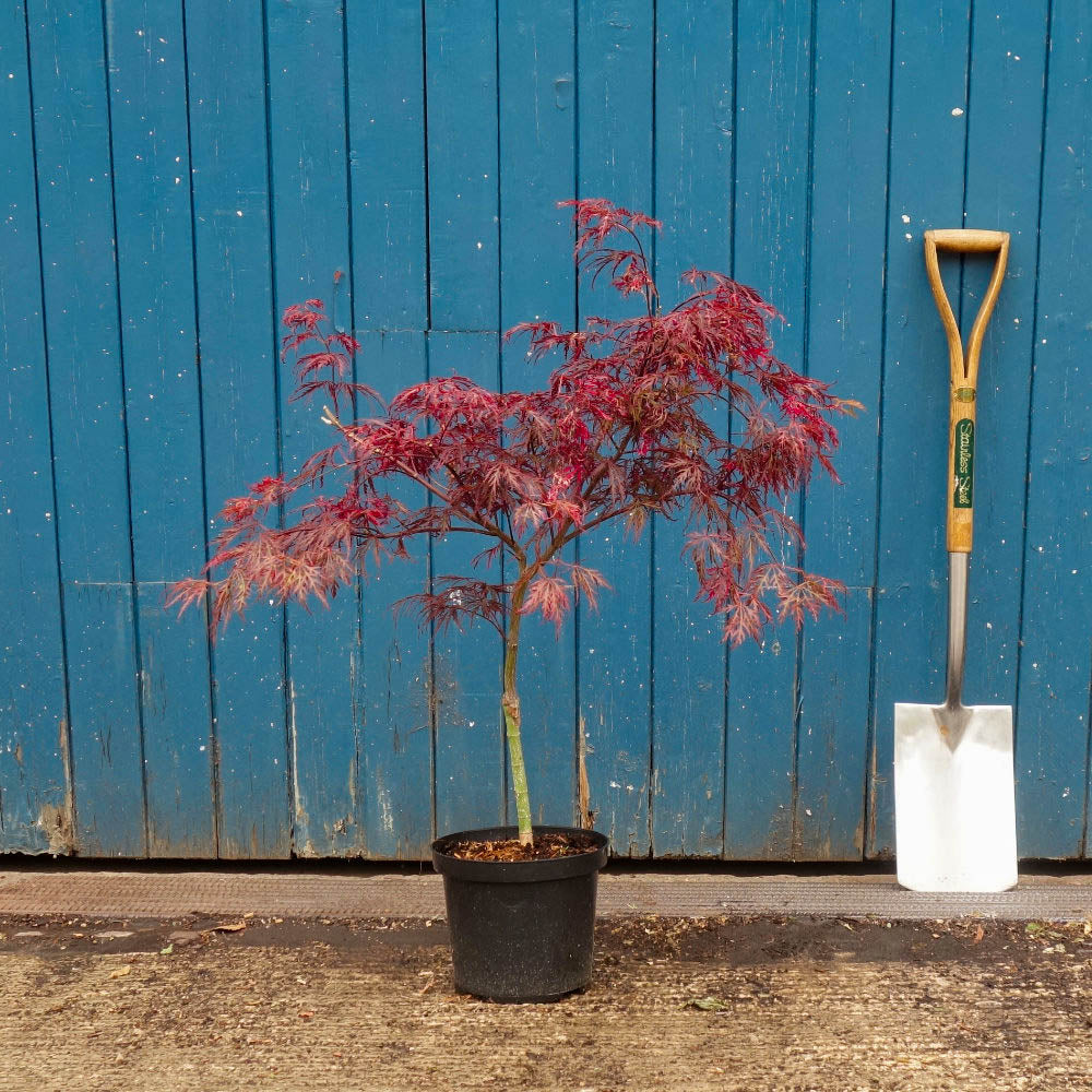 Acer palmatum Dissectum Garnet | Red Japanese Maple | Ornamental Trees