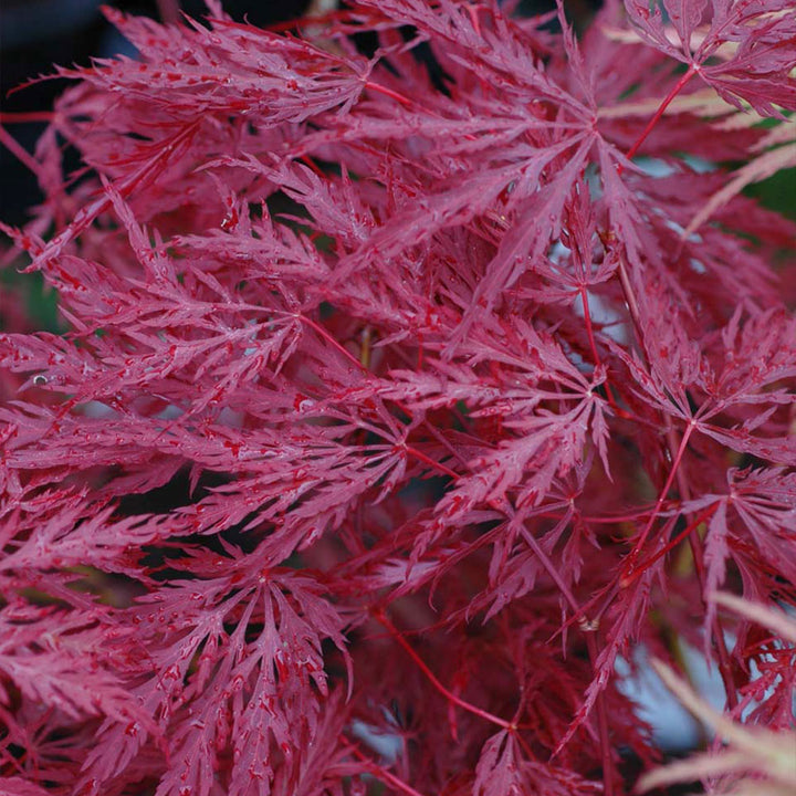Acer Trees | Range of Maple Trees | Ornamental Trees