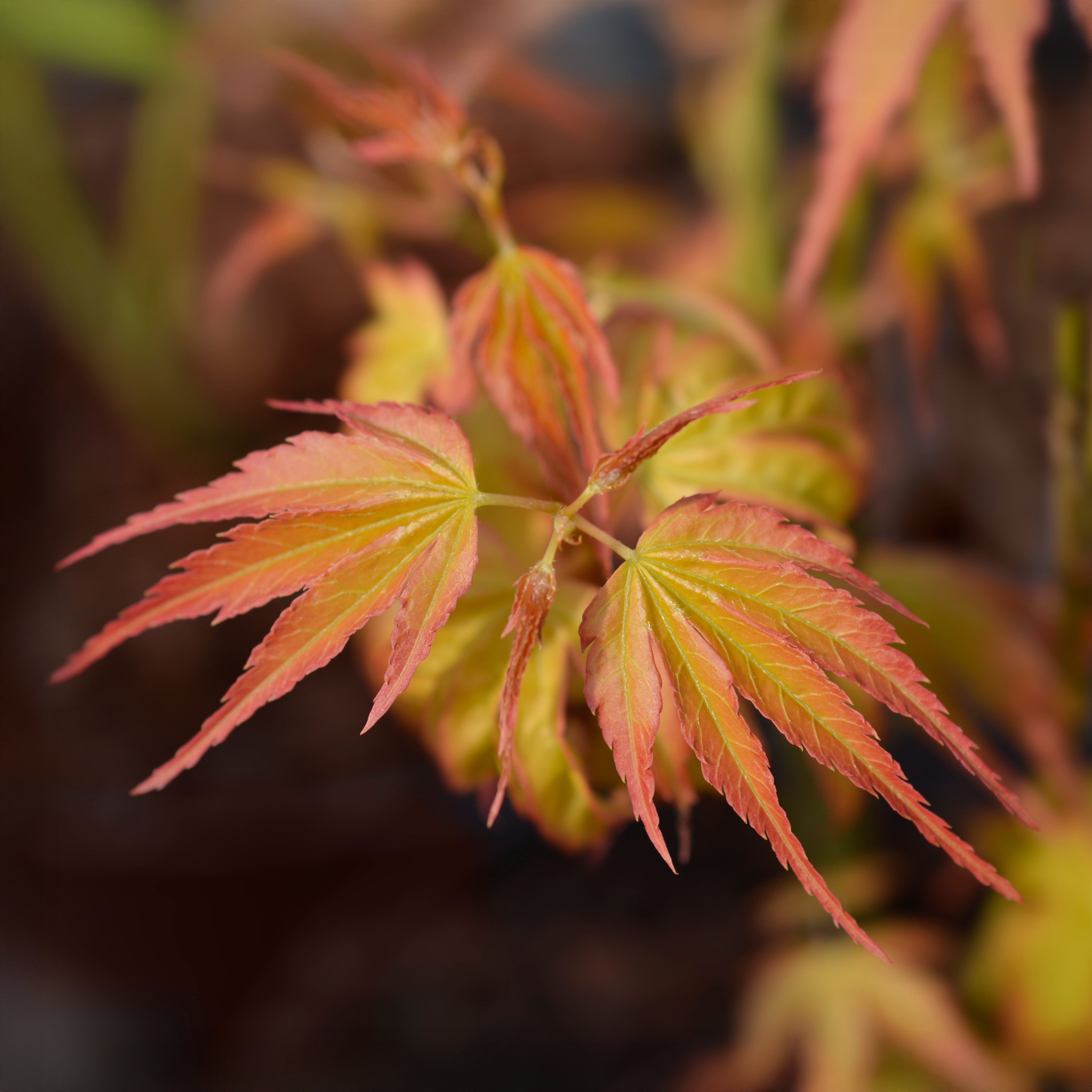 Japanese Maple Trees | Acer palmatum | Ornamental Trees