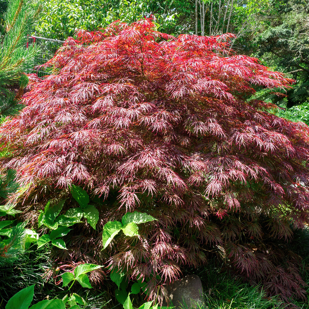 Acer palmatum Japanese Maple Trees For Sale | Ornamental Trees