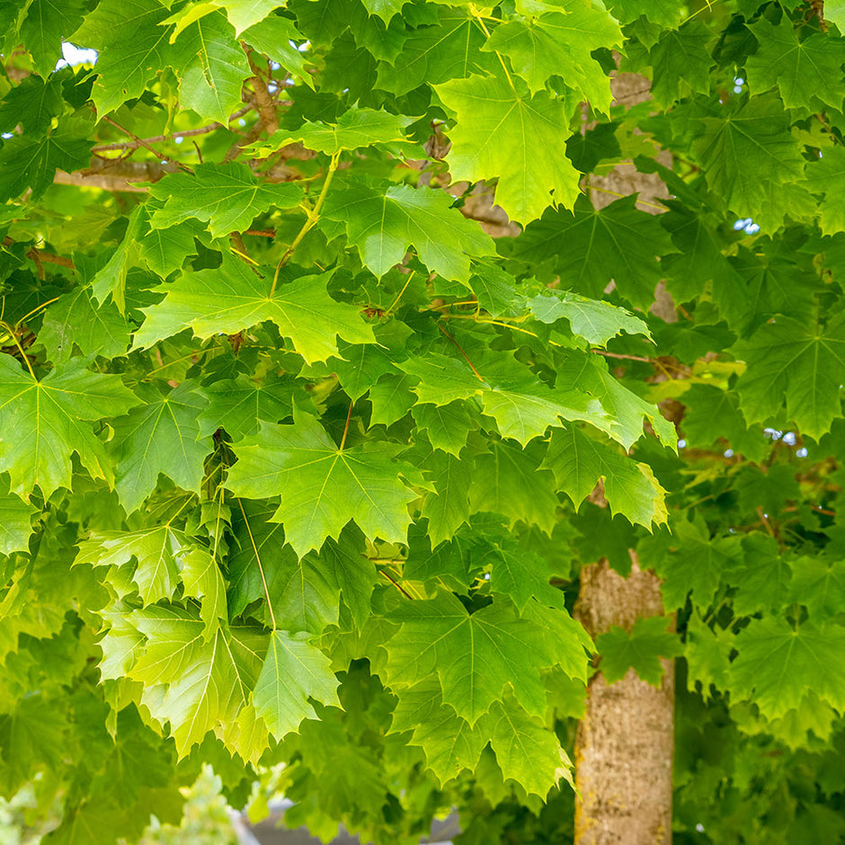 Acer Trees | Range of Maple Trees | Ornamental Trees