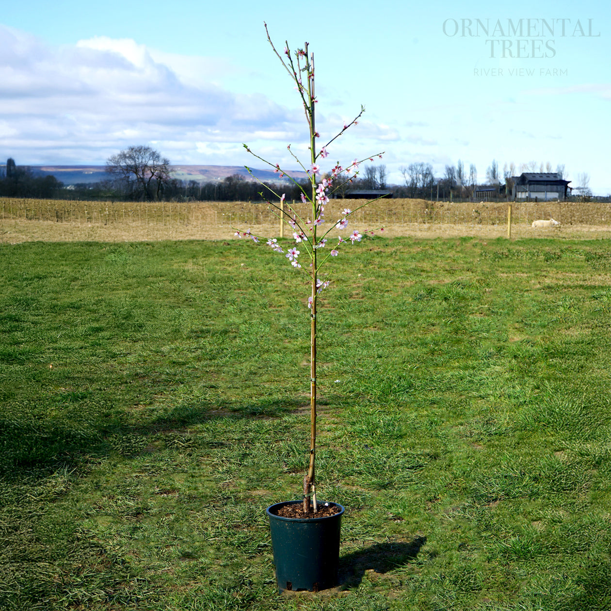 Ingrid Almond Trees For Sale | Prunus persicoides | Ornamental Trees
