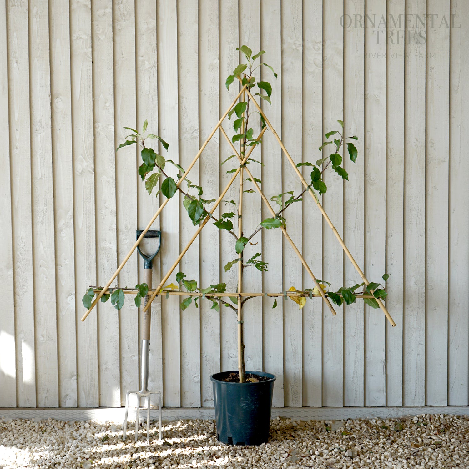 Christmas Pippin Apple Tree | Malus For Sale | Ornamental Trees
