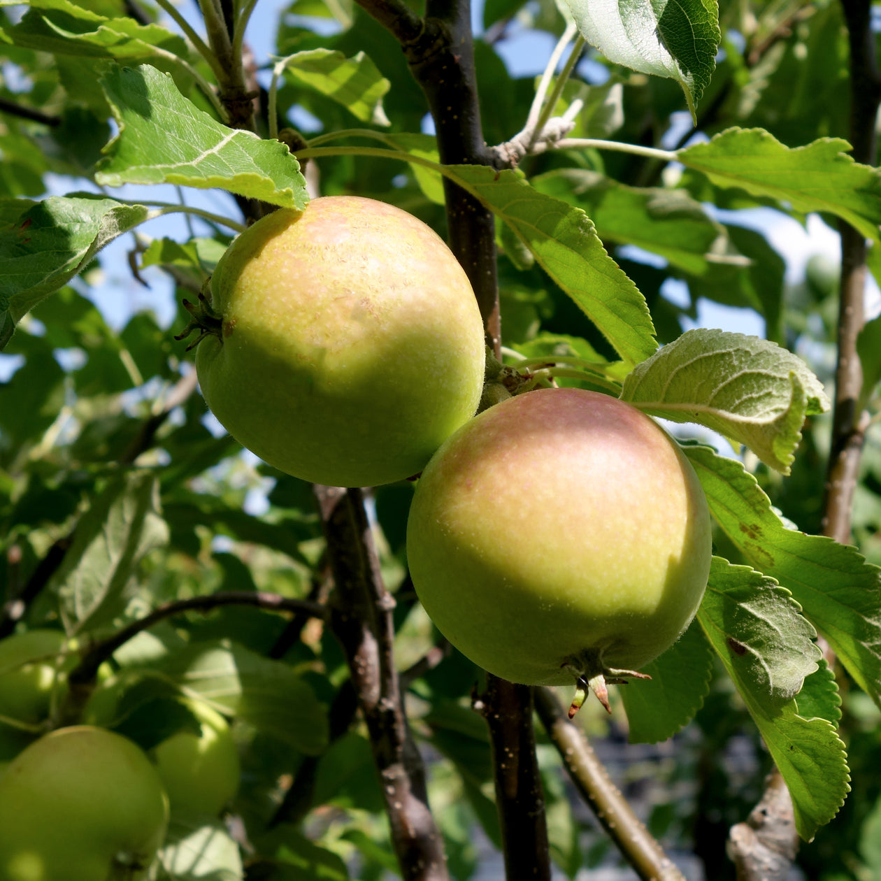 Cox Self Fertile Apple Tree | Self Pollinating | Ornamental Trees