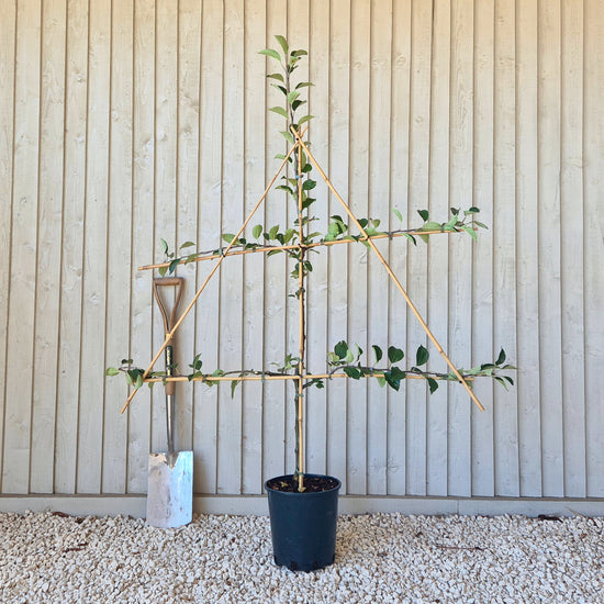 Katy Apple Trees For Sale | Eating & Juicing Apples | Ornamental Trees