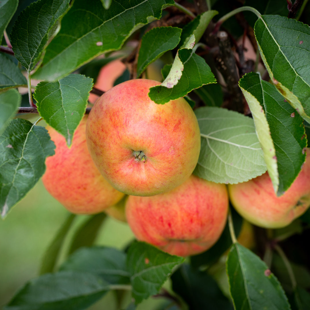 Malus Winter Gem Apple Tree | Dual Purpose Apples | Ornamental Trees