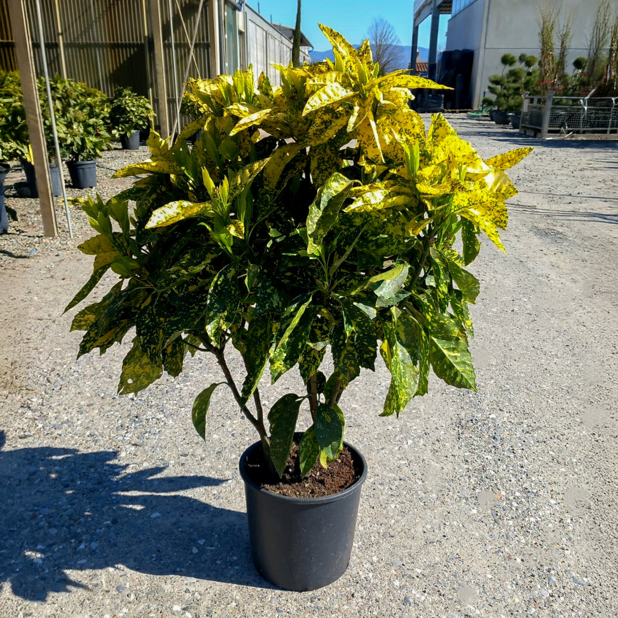 Aucuba Japonica Crotonifolia Aura | Japanese Laurel | Ornamental Trees