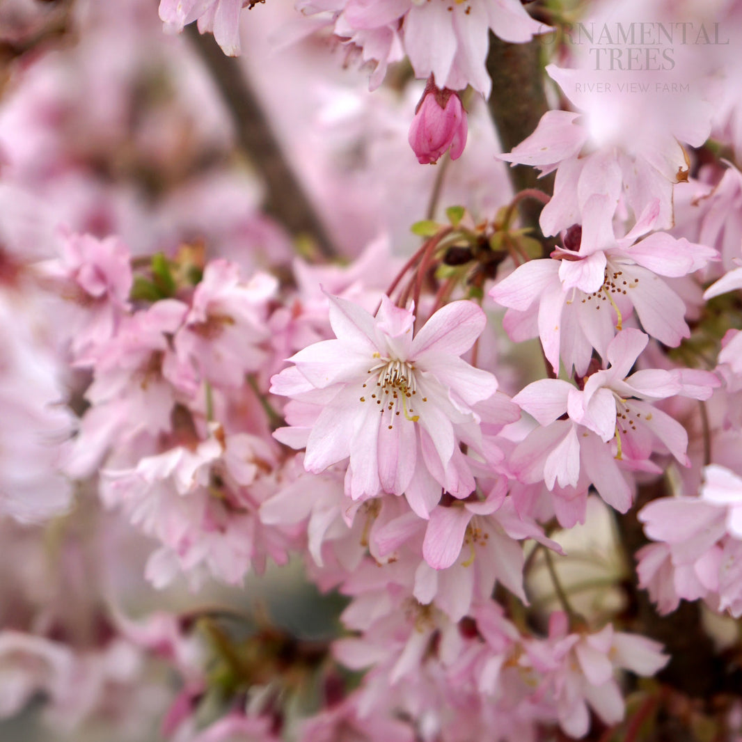 Winter Flowering Cherry Blossom Trees | Ornamental Trees