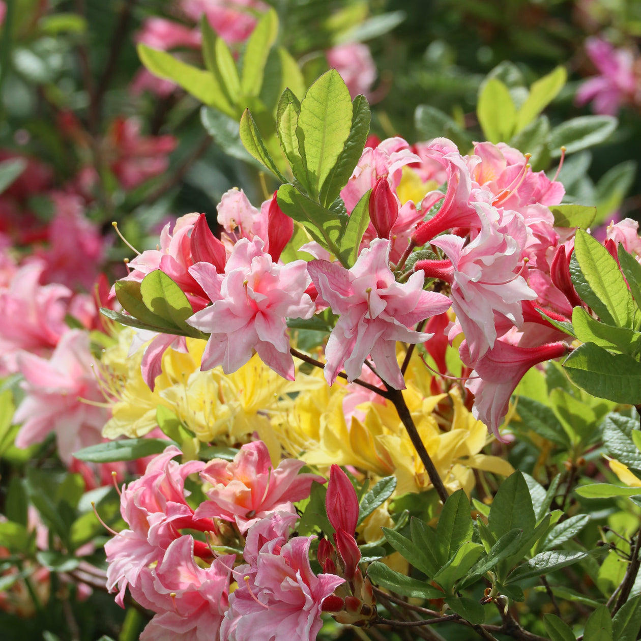 Azalea Cannons Double | Peach Flowering Shrub | Ornamental Trees