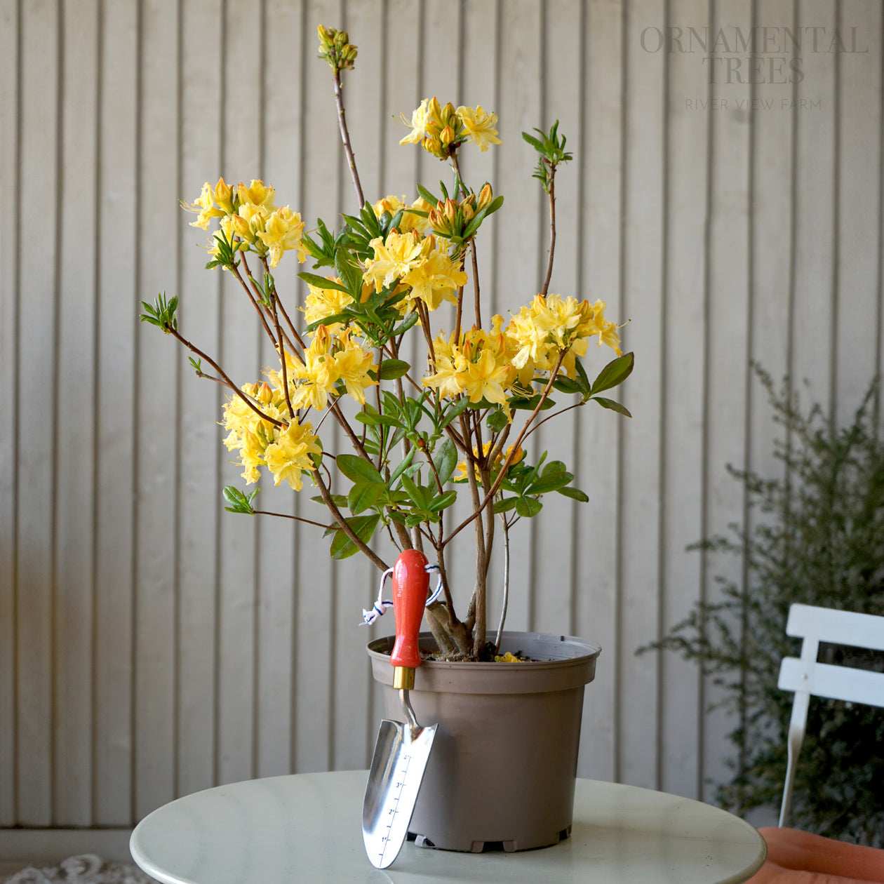 Azalea Golden Lights | Yellow Flowering Shrub | – Ornamental Trees