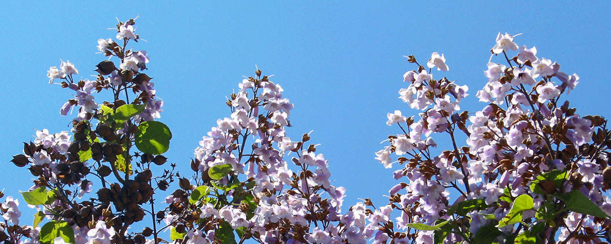 Blue & Purple Flowering Trees | Ornamental Trees – Page 2