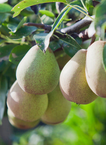 Mature & Large Evergreen Trees For Sale | Ornamental Trees