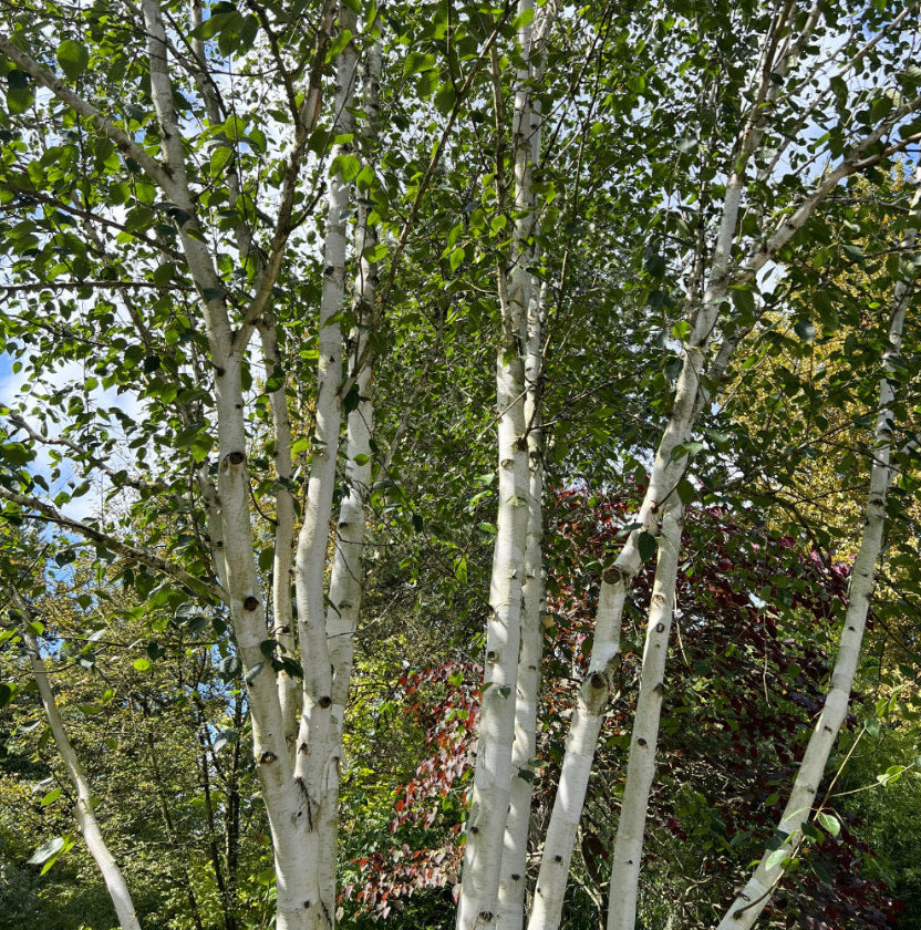 Multi Stem White Bark Himalayan Birch Trees | Ornamental Trees