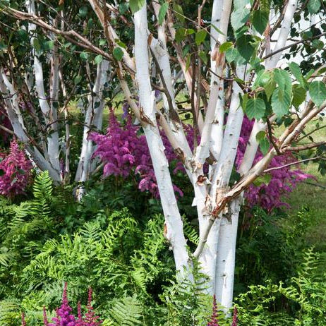 Multi Stem Betula utilis jacquemontii Snow Queen Birch | Ornamental Trees