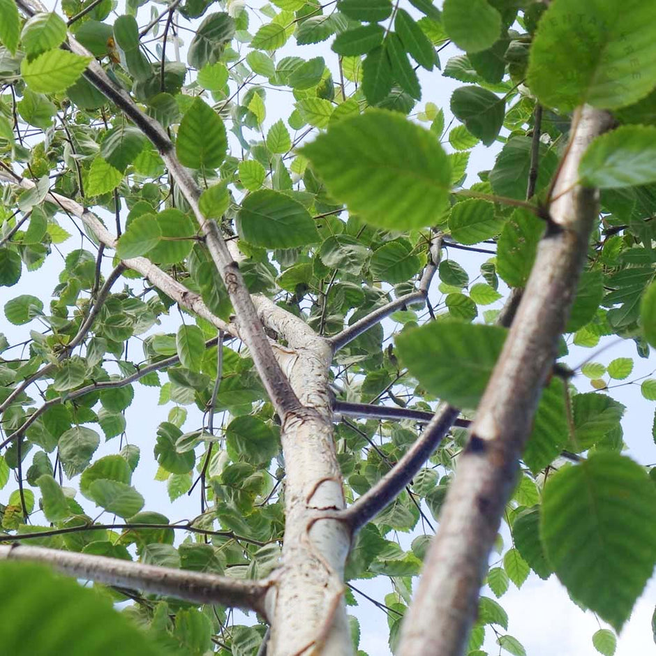White Bark Himalayan Birch Trees | Betula | Ornamental Trees