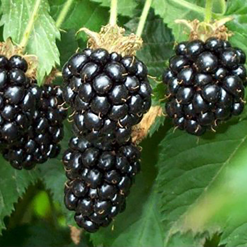Oregon Thornless Blackberry Bush | Rubus fruticosus | Ornamental Trees