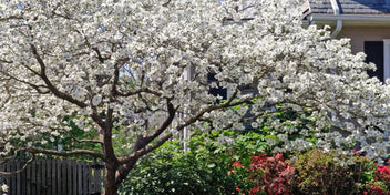 50+ Summer Flowering Trees Online | Ornamental Trees