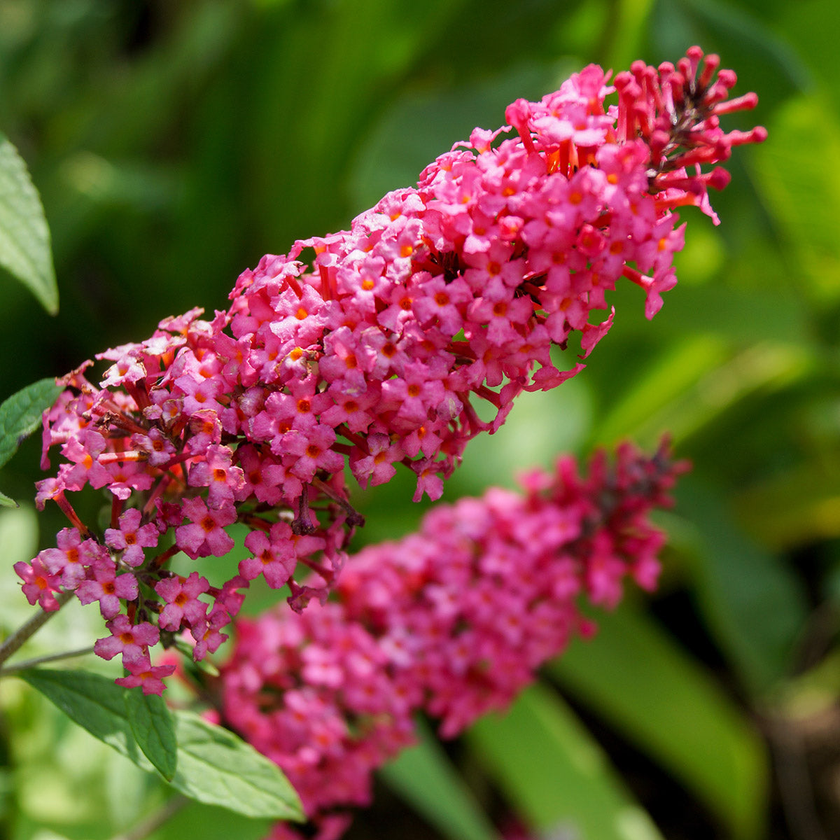Buddleja davidii Prince Charming | Compact Butterfly Bush | Ornamental ...