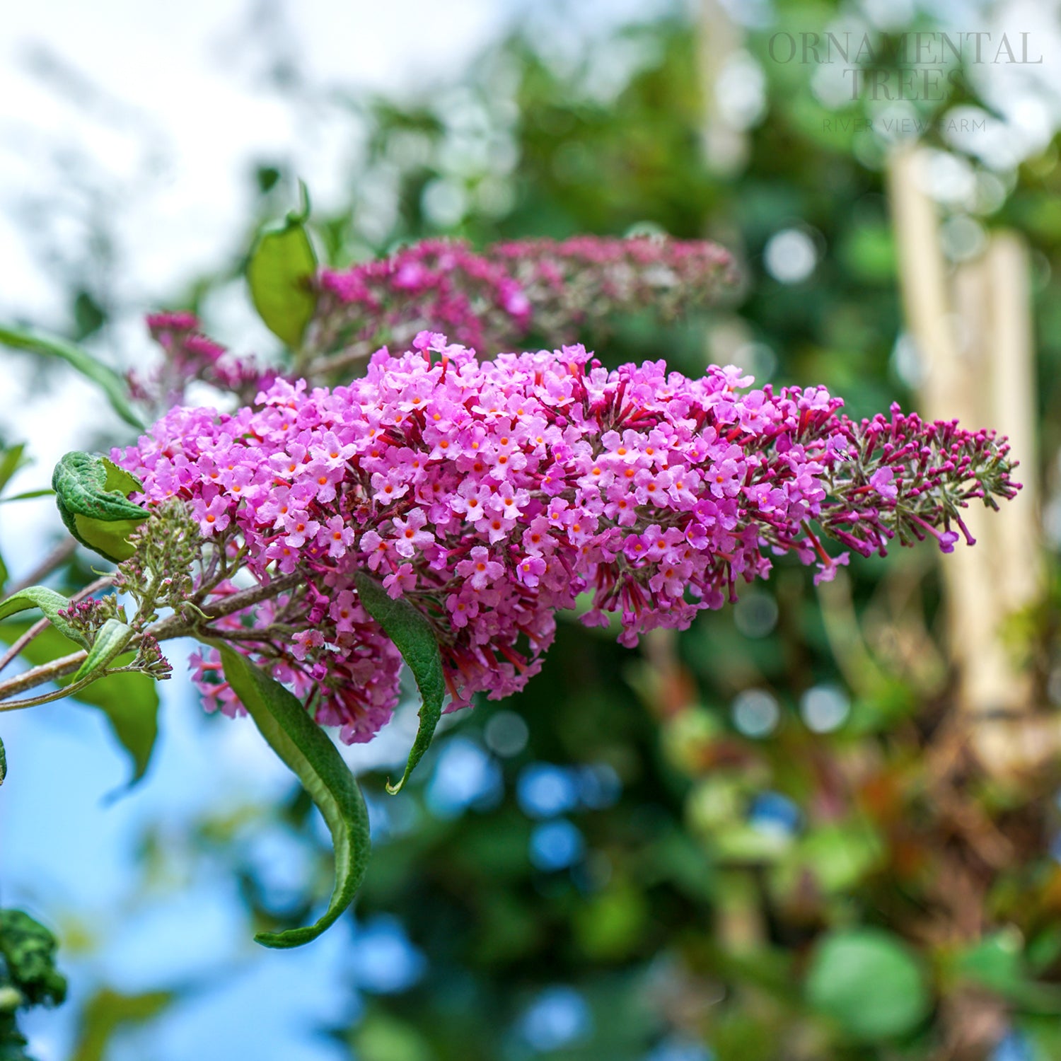 Buddleja Ile de France | Purple Butterfly Bush | Ornamental Trees