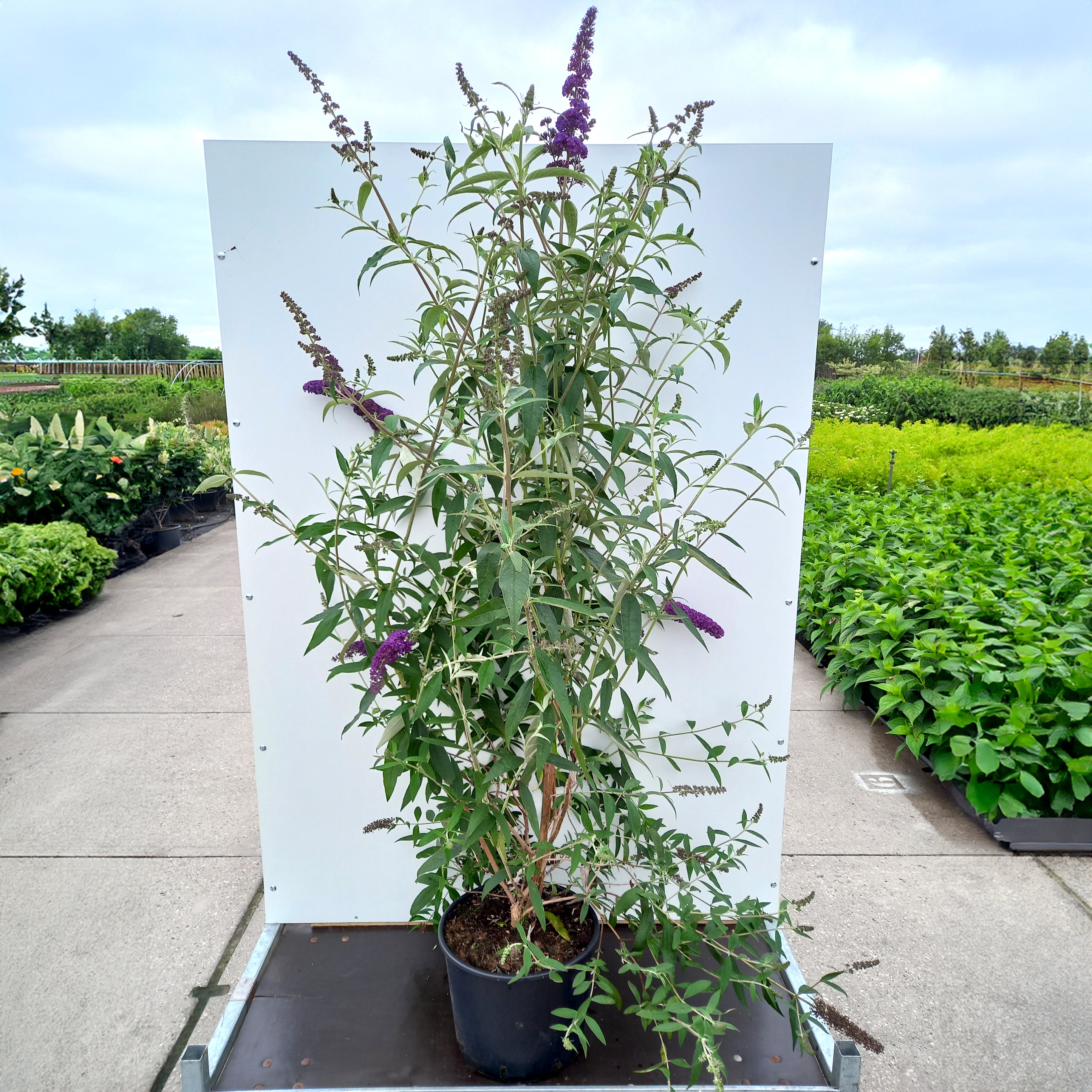 Buddleja davidii Black Knight | Purple Butterfly Bush | Ornamental Trees