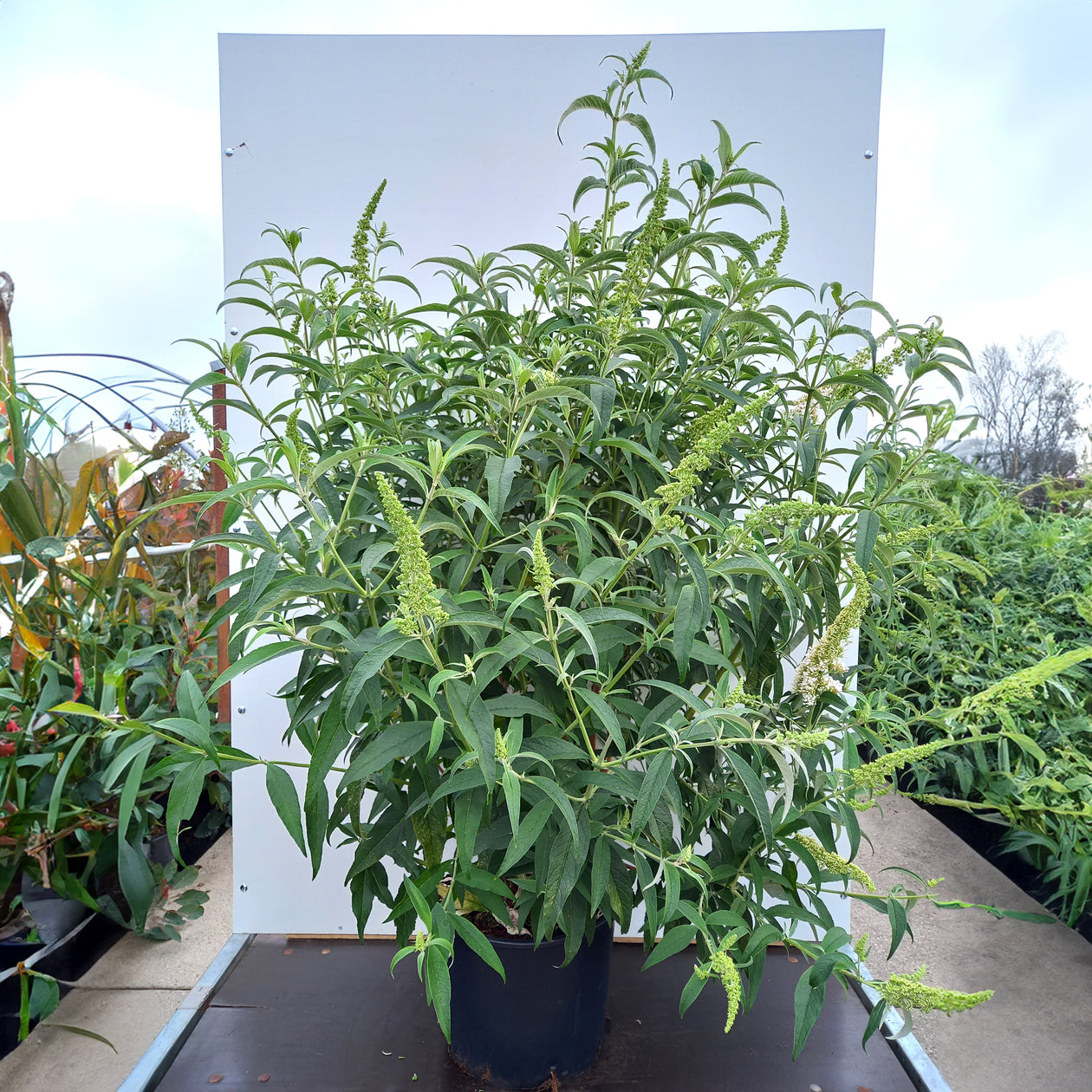 Buddleja davidii White Profusion | Butterfly Bushes | Ornamental Trees