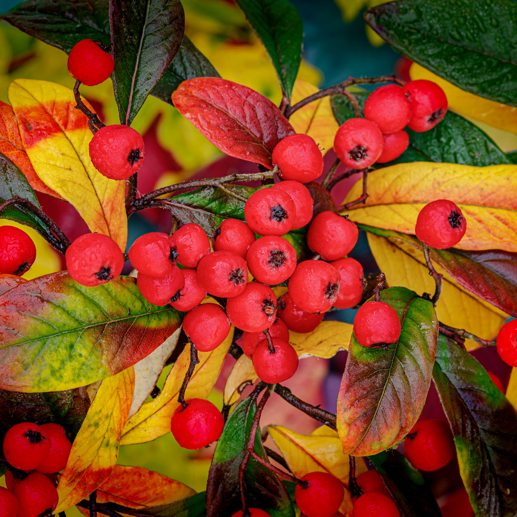 Hawthorn Trees For Sale | Crataegus Maythorn | Ornamental Trees