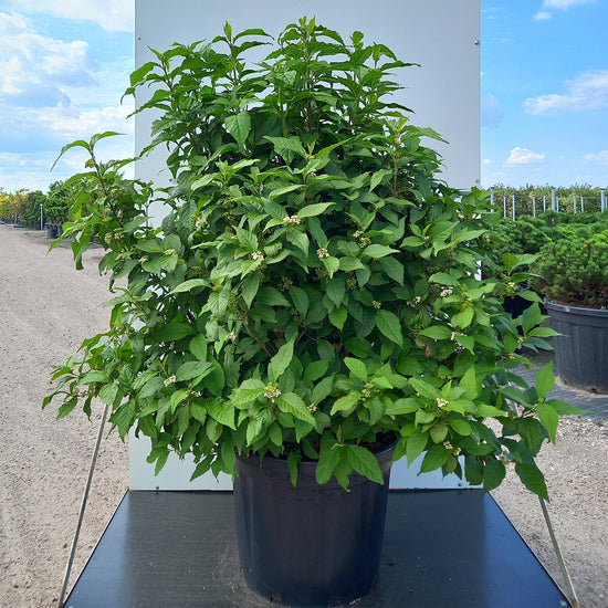 Callicarpa bodensis Magical Snow Queen | Ornamental Trees