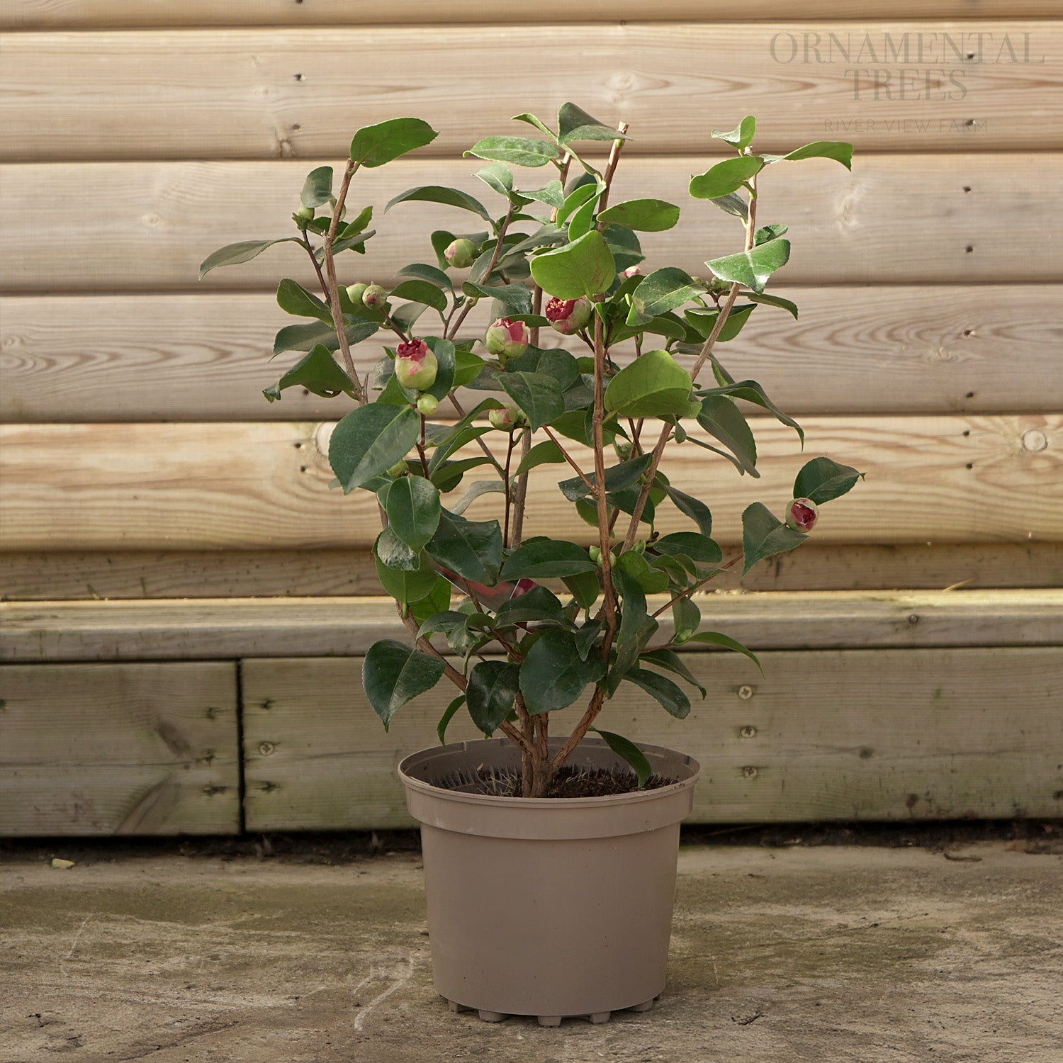 Camellia Ruby Wedding Red Flowering Shrub | Ornamental Trees