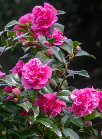 50+ Summer Flowering Trees Online | Ornamental Trees