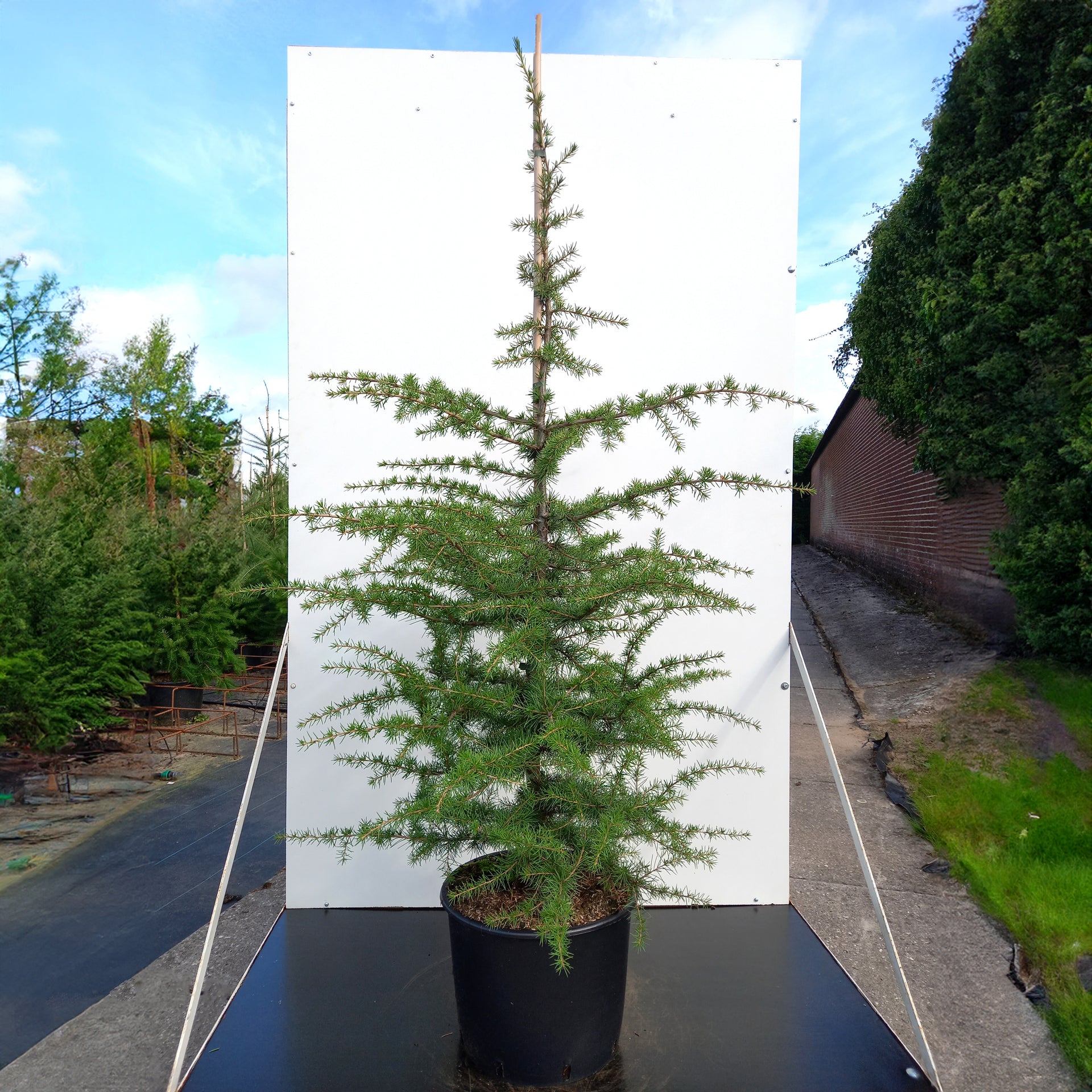 Cedar Of Lebanon Tree Identification Cedar Of Lebanon: Cedrus Libani