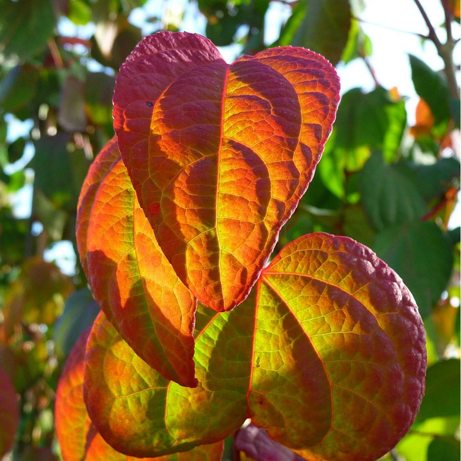 Trees For Shade | Trees That Grow In Shade | Ornamental Trees