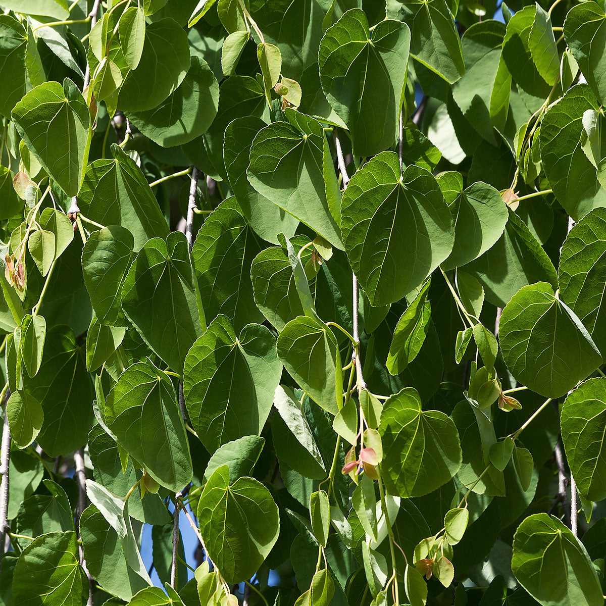 Cercidiphyllum japonicum pendulum | Weeping Katsura | Ornamental Trees