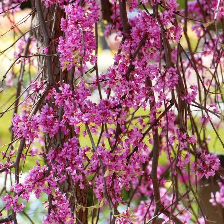 Small Weeping Trees For Small Gardens | Ornamental Trees