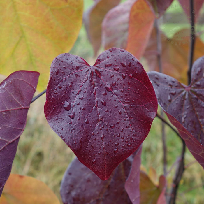 Cercis canadensis Merlot | Red Leaf Redbud | Ornamental Trees