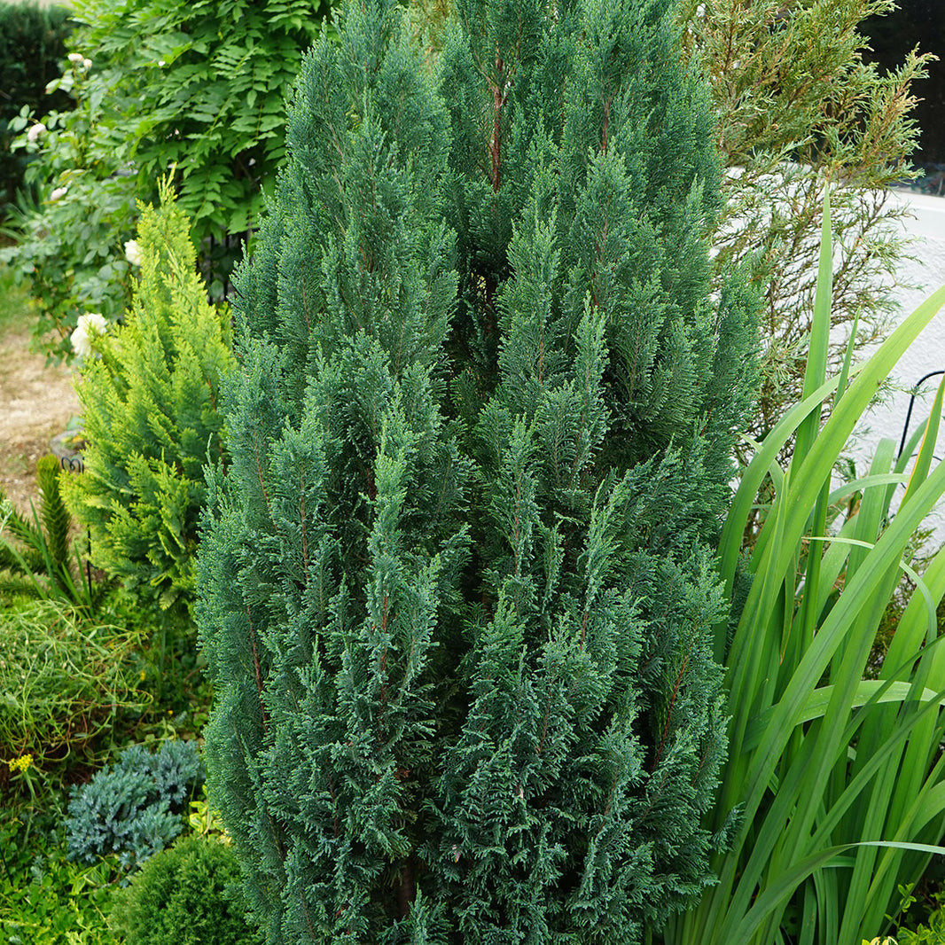 Dwarf Conifers & Small Coniferous Plants | Ornamental Trees